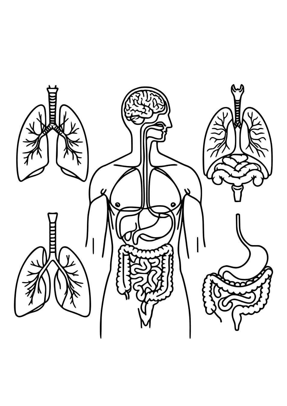 Desenhos do Corpo Humano para Imprimir e Colorir